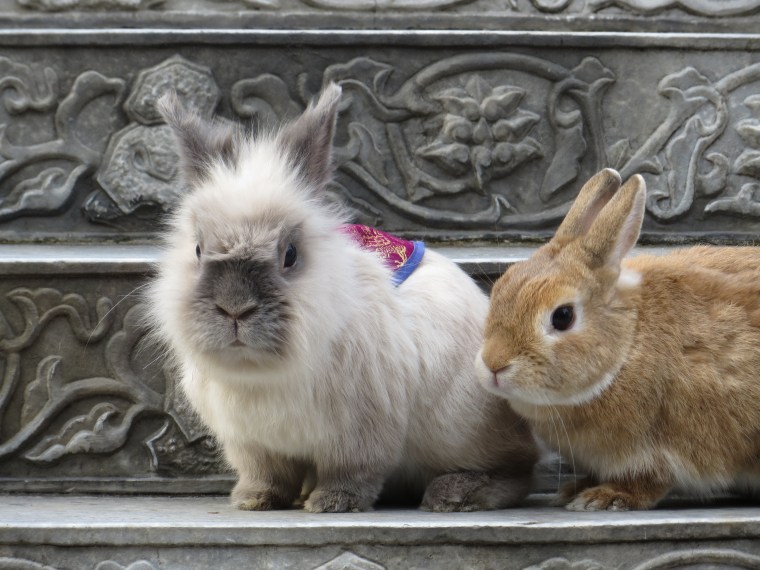 RABBIT PHOTO SHOOT! / Yokohama, Japan | IKIMASHO!