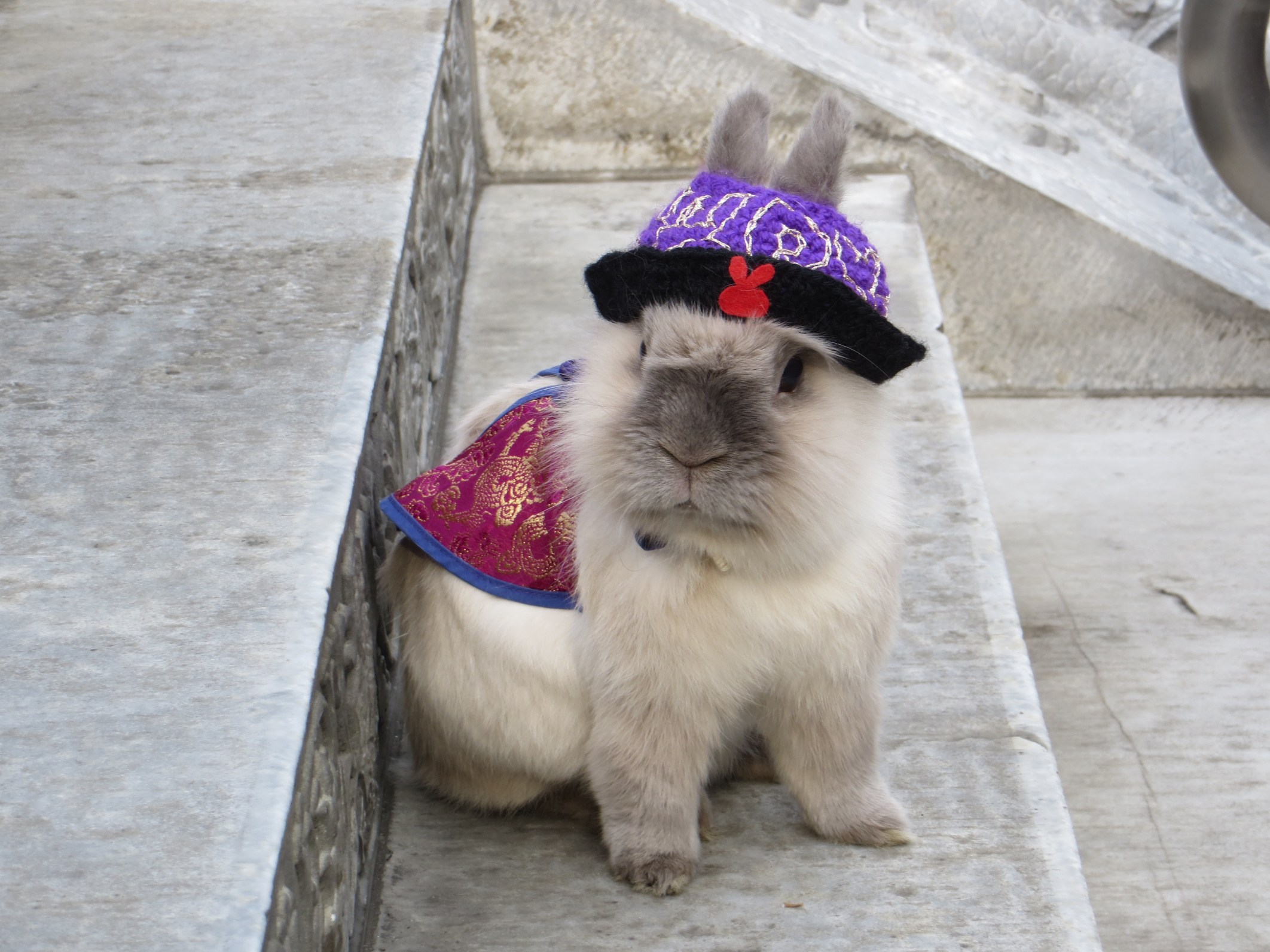 RABBIT PHOTO SHOOT! / Yokohama, Japan | IKIMASHO!